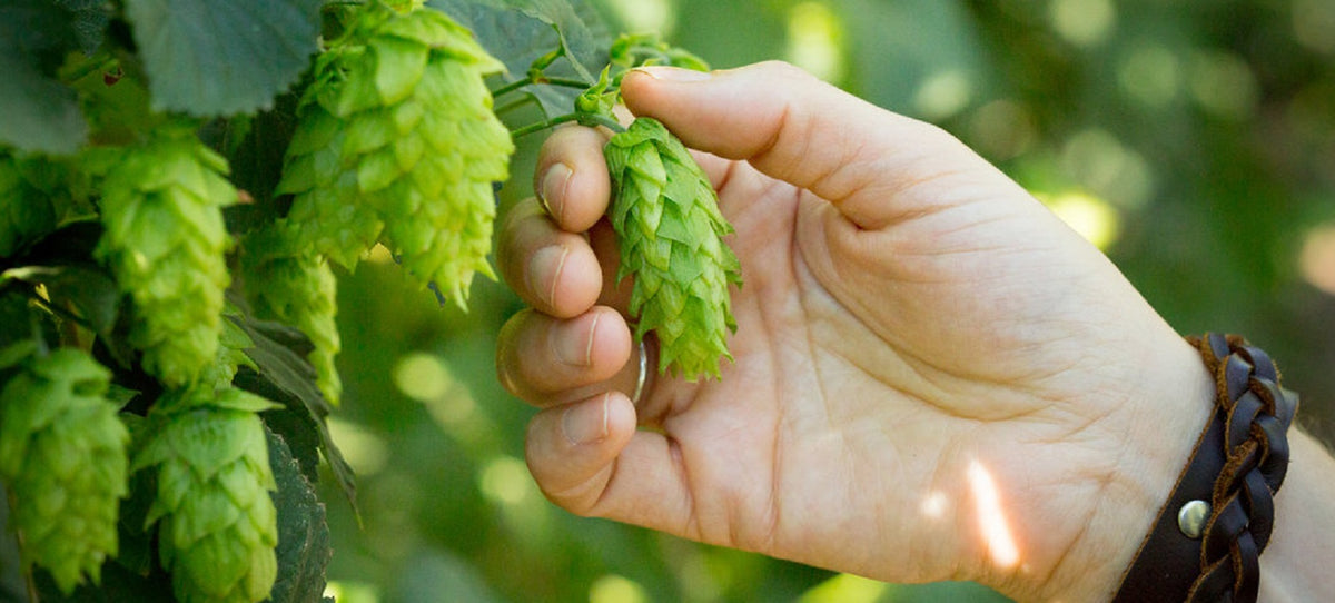 すべての商品 – Dank Hop Collection.