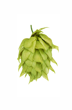 NZ Riwaka™ – Dank Hop Collection.