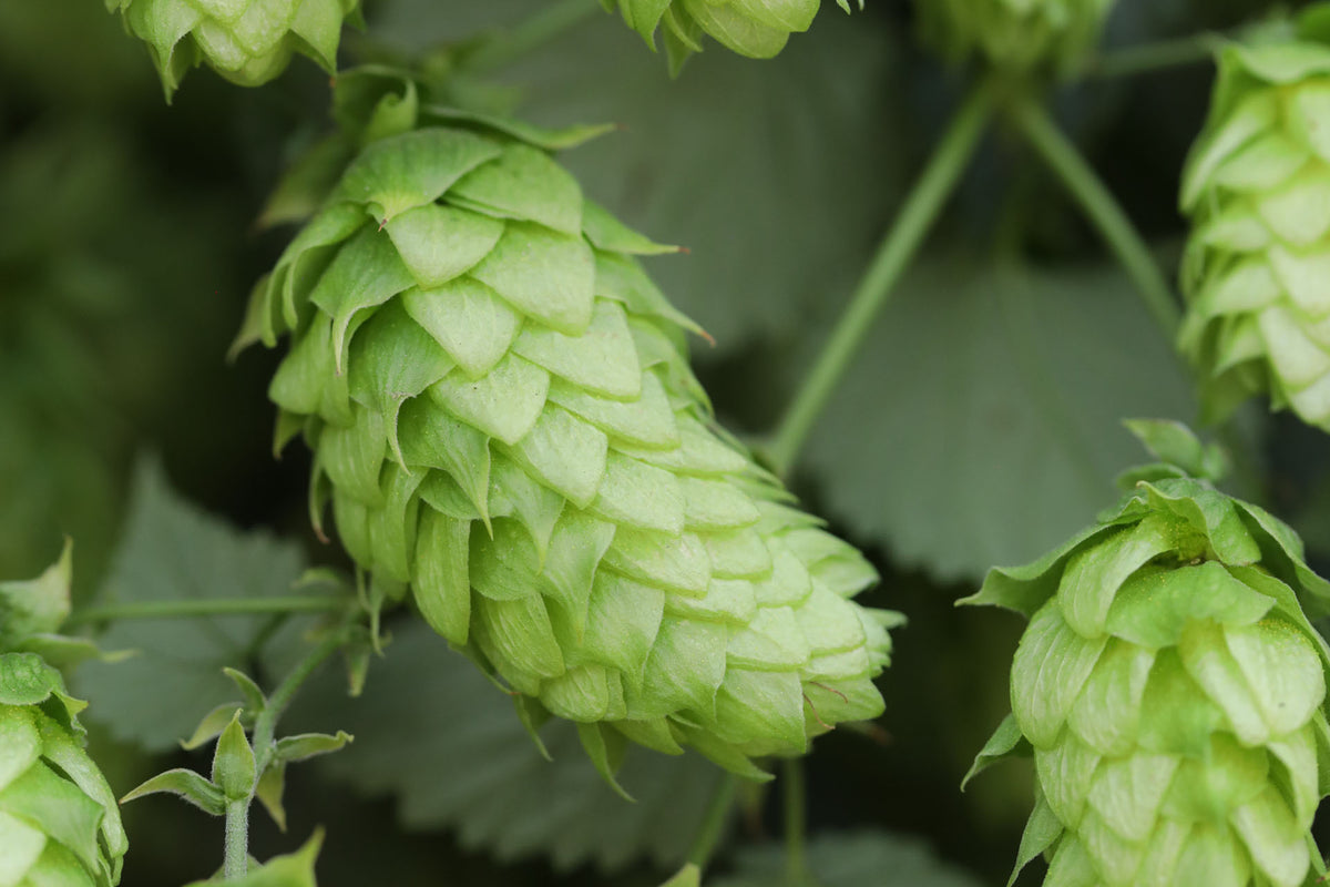 Adeena® – Dank Hop Collection.