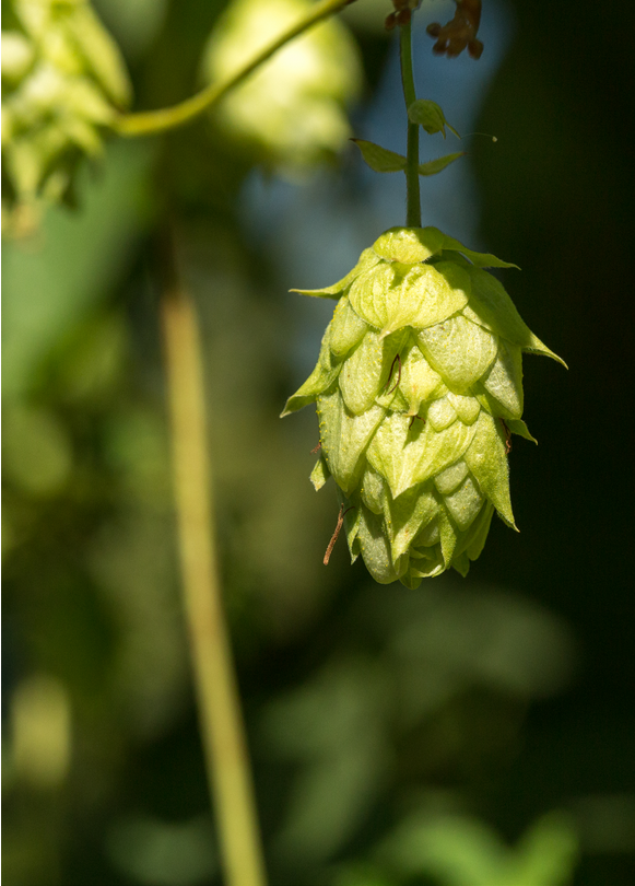 Cascade (B&D Farms) – Dank Hop Collection.