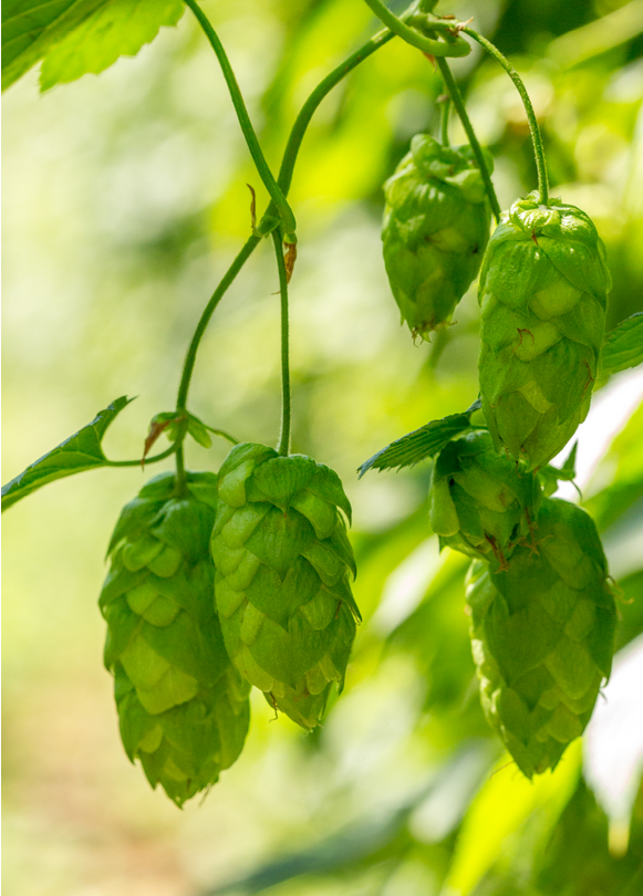 Centennial – Dank Hop Collection.