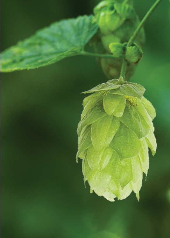 Columbus – Dank Hop Collection.