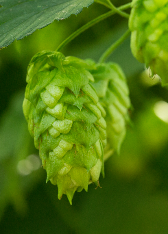 Nugget – Dank Hop Collection.